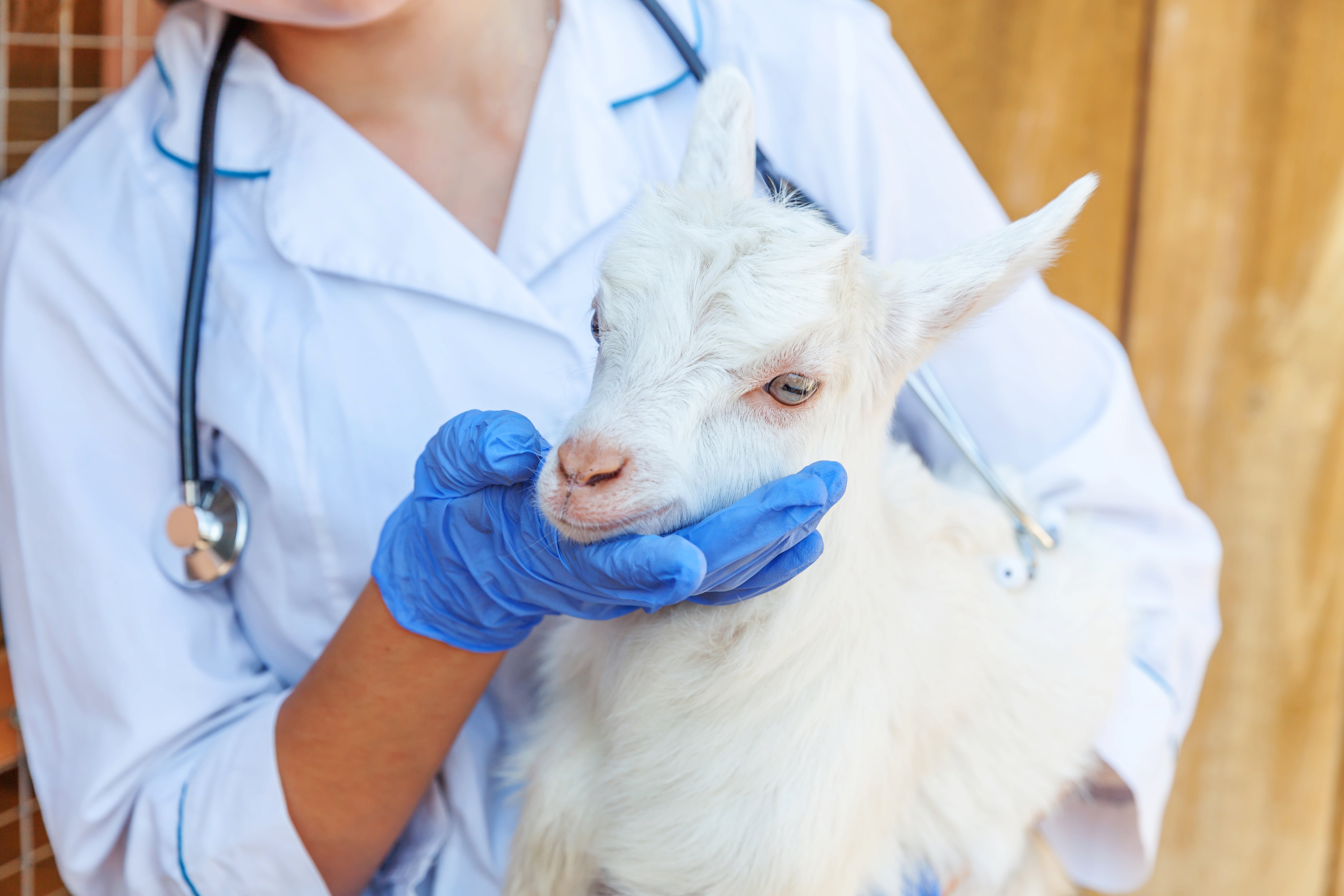 Goats – Medicalreaders